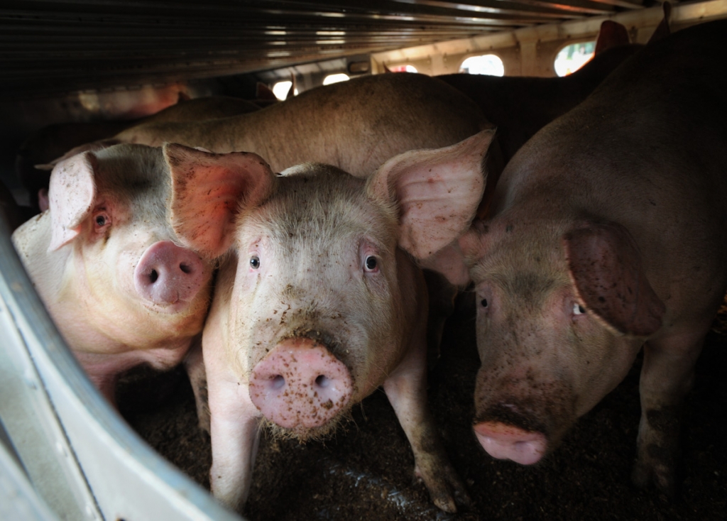 United States Live Animal Trade – The Humane Herald