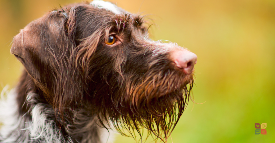 When Cruelty Becomes a Credential: What the Kristi Noem Puppy Story ...